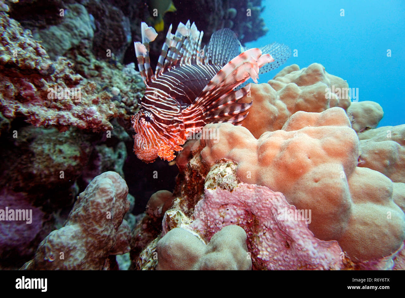 indian lionfish (pterois miles Stock Photo - Alamy