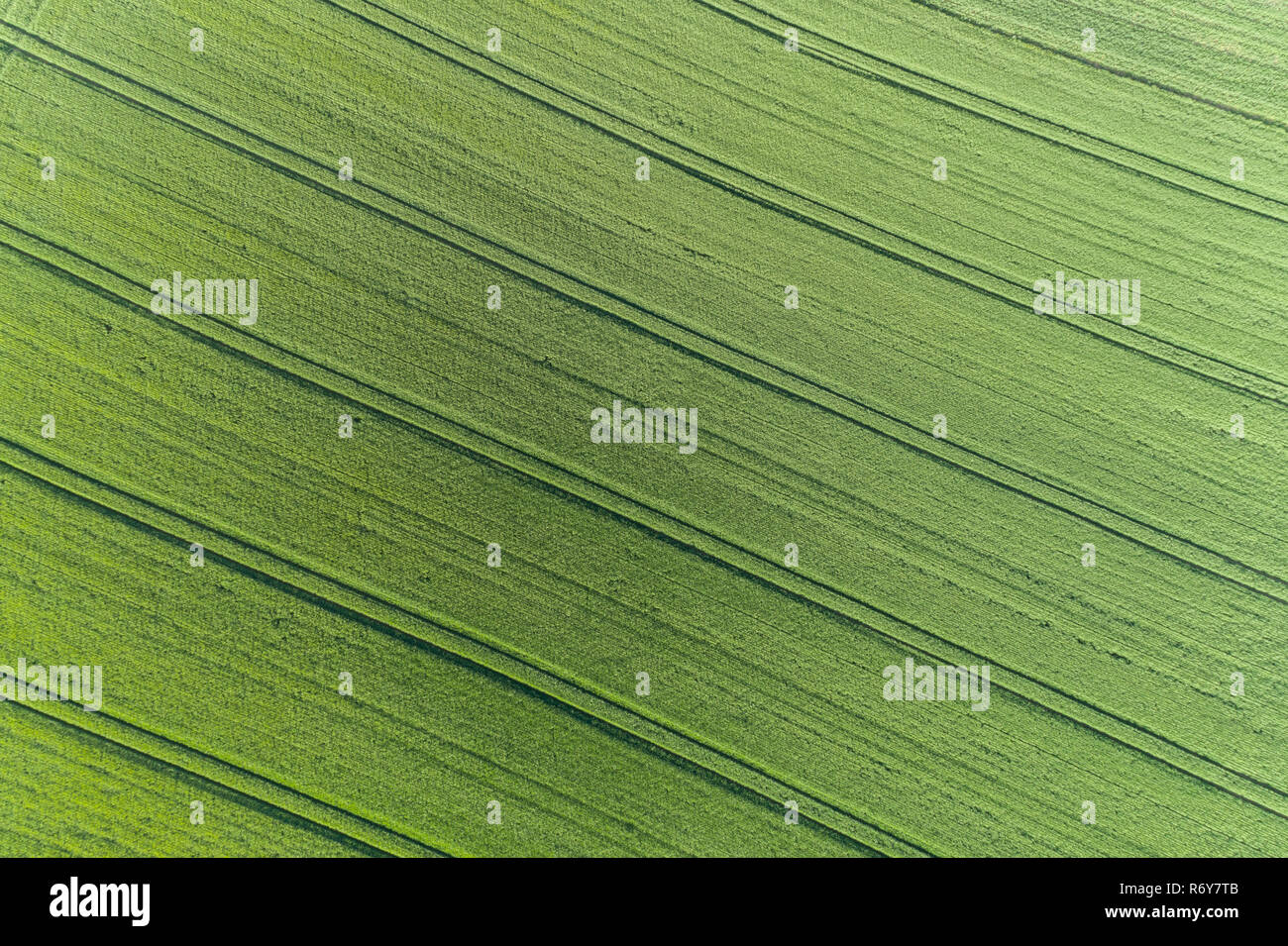 aerial grain field in spring Stock Photo - Alamy