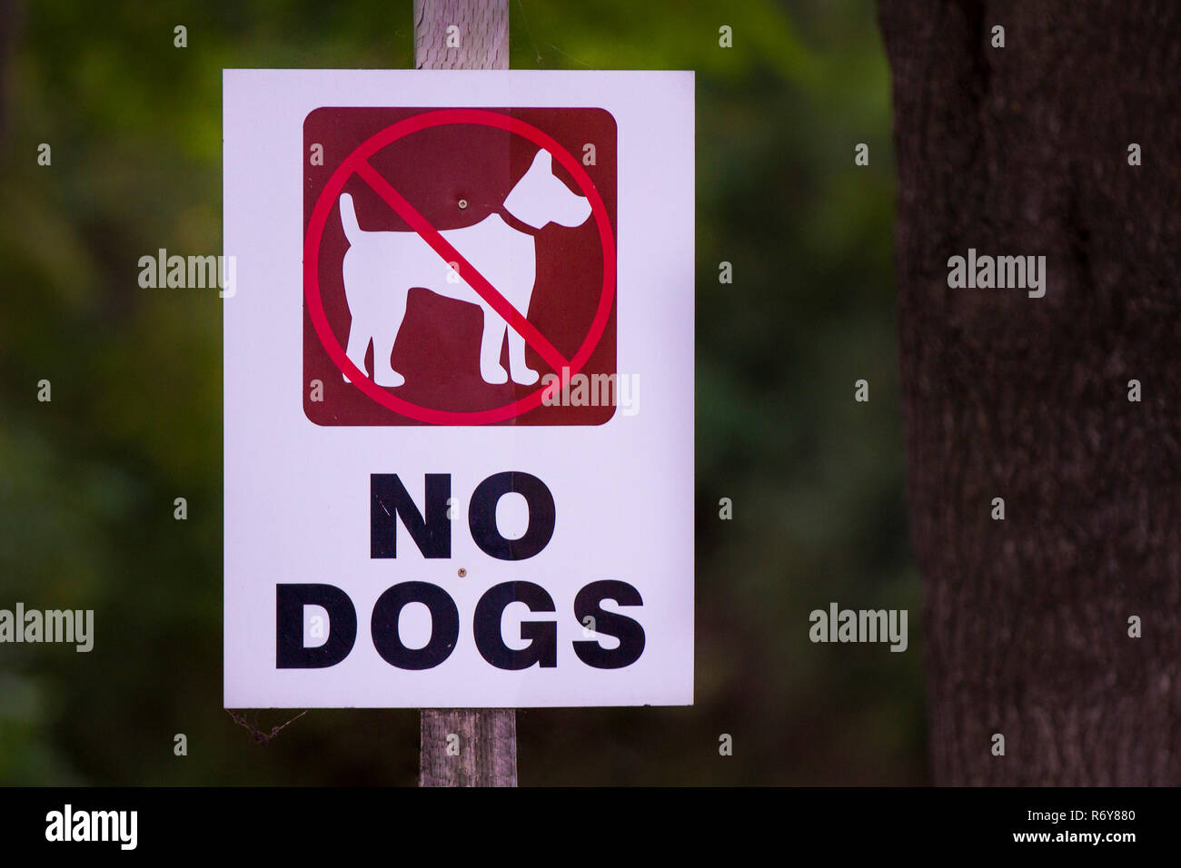 No dogs lawn sign hi-res stock photography and images - Alamy