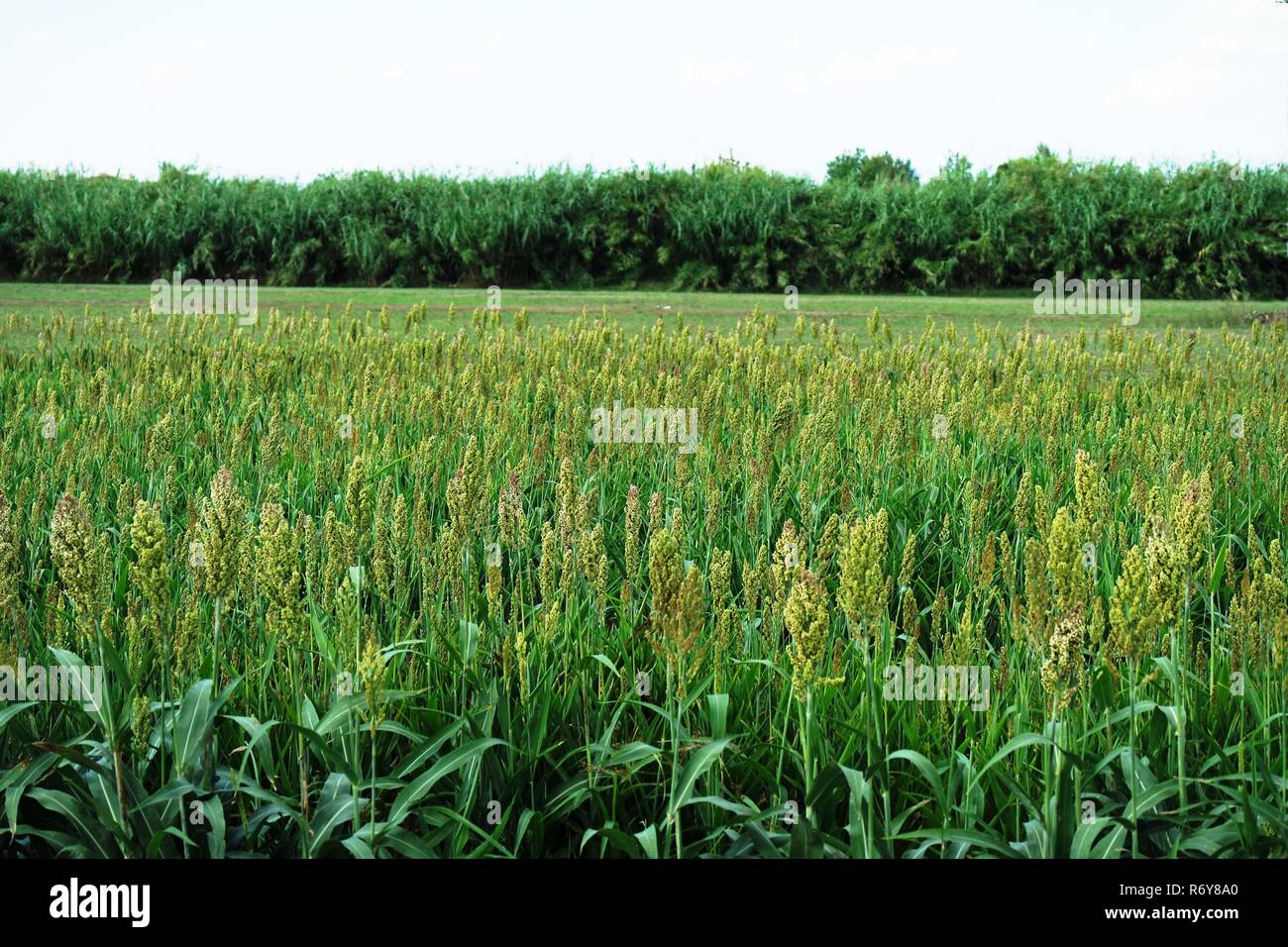 millet field Stock Photo - Alamy