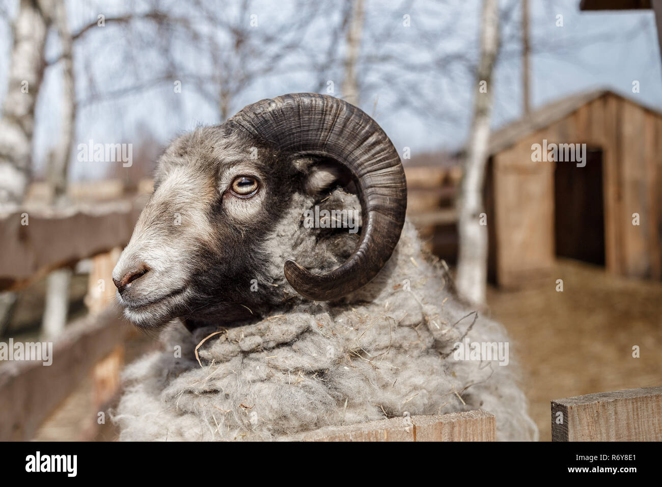 Celestial ram hi-res stock photography and images - Alamy