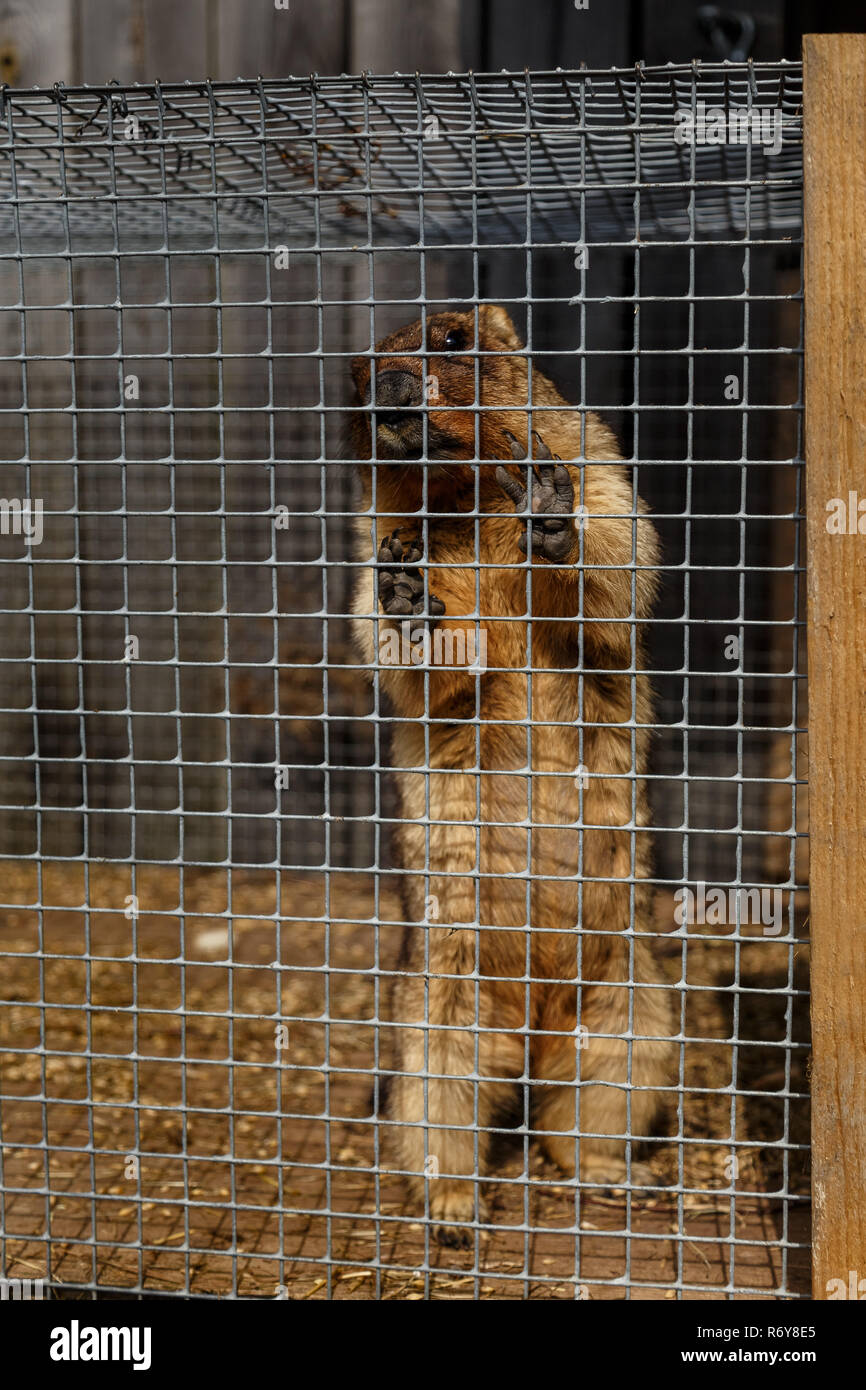 Gopher in the cage Stock Photo - Alamy