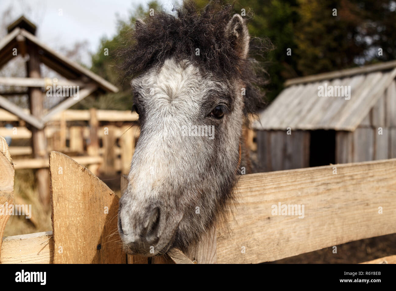 Pony boxes hi-res stock photography and images - Alamy