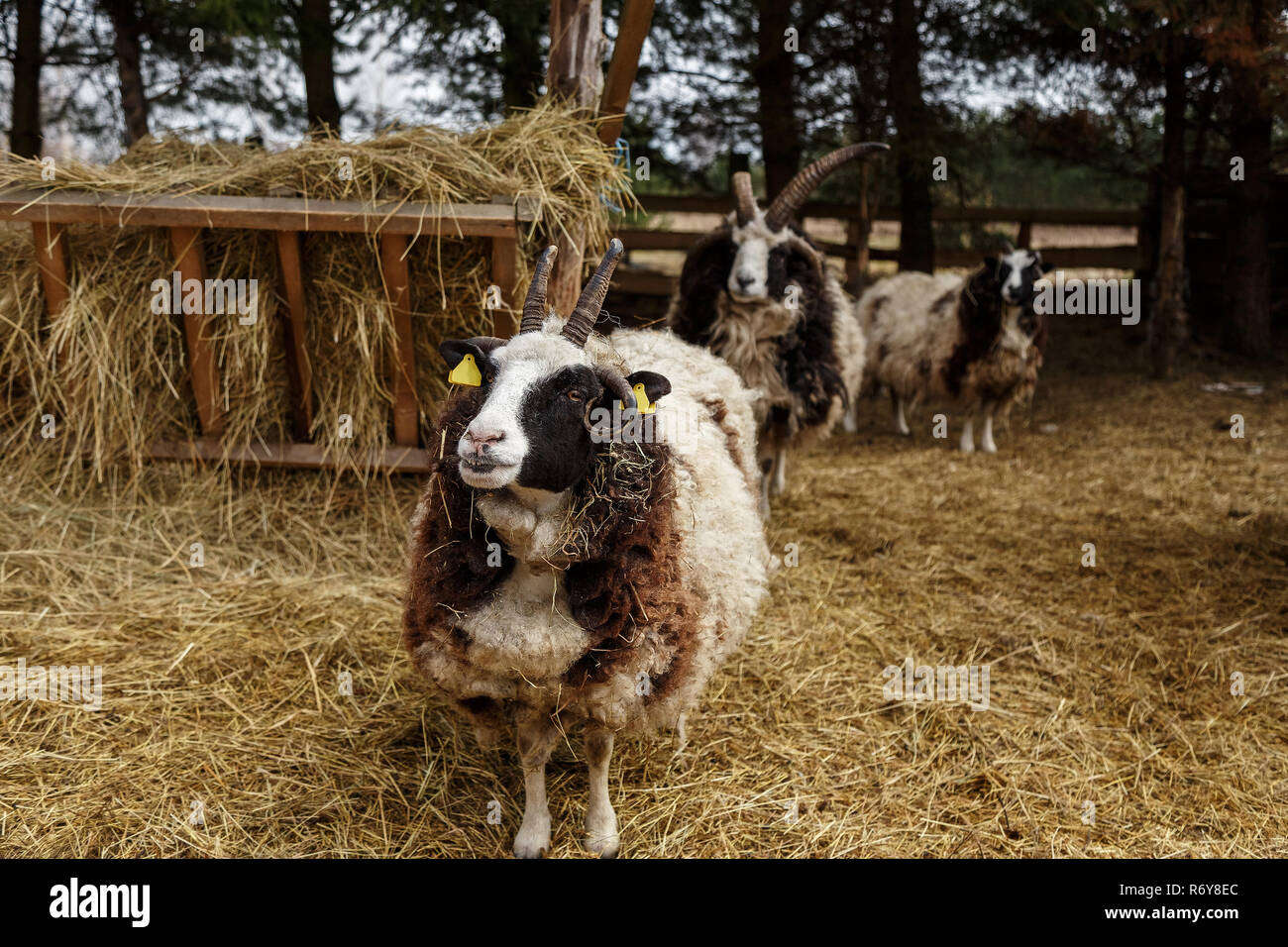 Sheep in the cage Stock Photo - Alamy