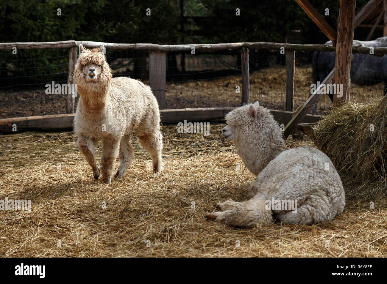 Lama eating hay zoo hi-res stock photography and images - Alamy