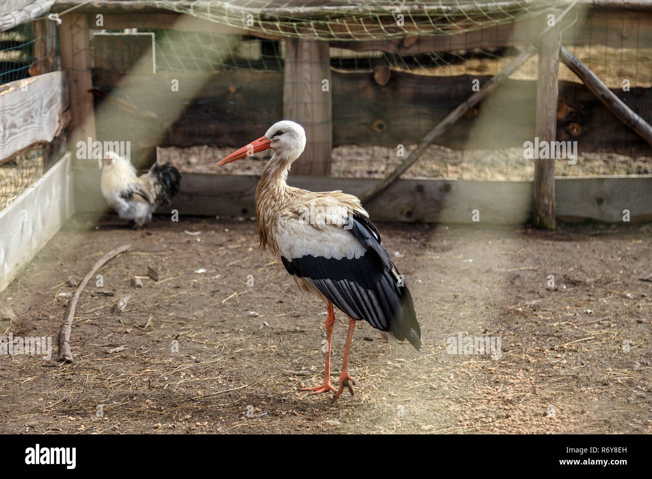 Stork in the cage Stock Photo - Alamy