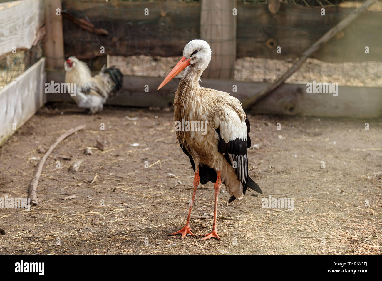 Stork in the cage Stock Photo - Alamy