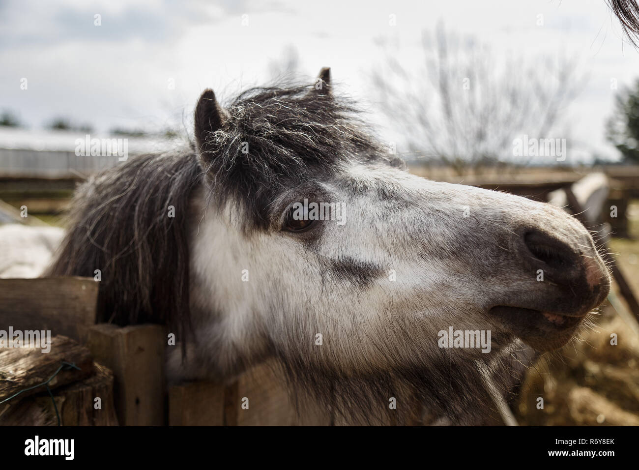 Equineportrait hi-res stock photography and images - Alamy