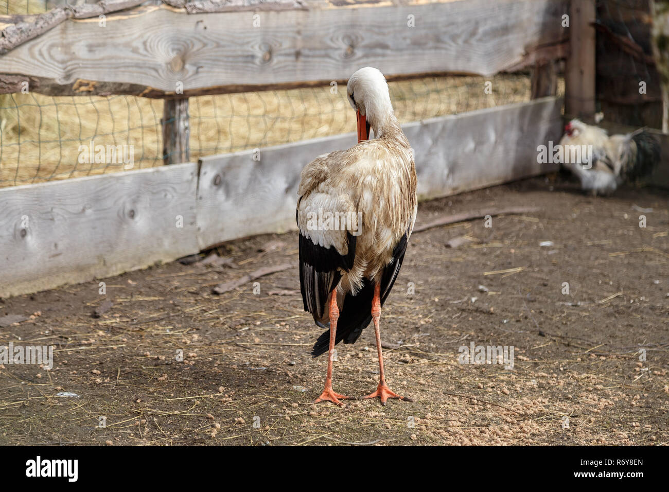 Stork in the cage Stock Photo - Alamy