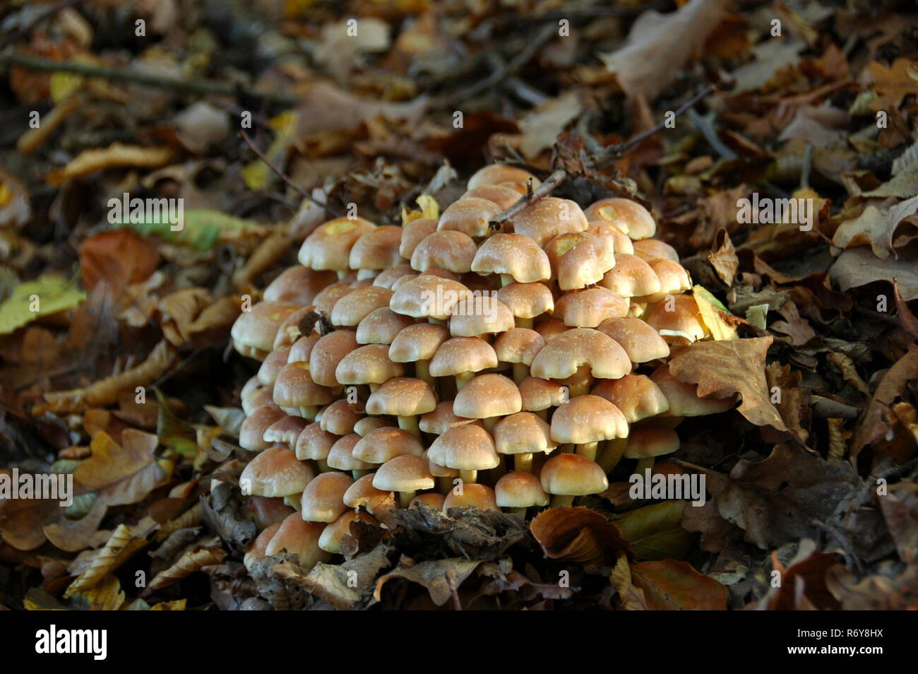 Hallimaschkomplex hi-res stock photography and images - Alamy