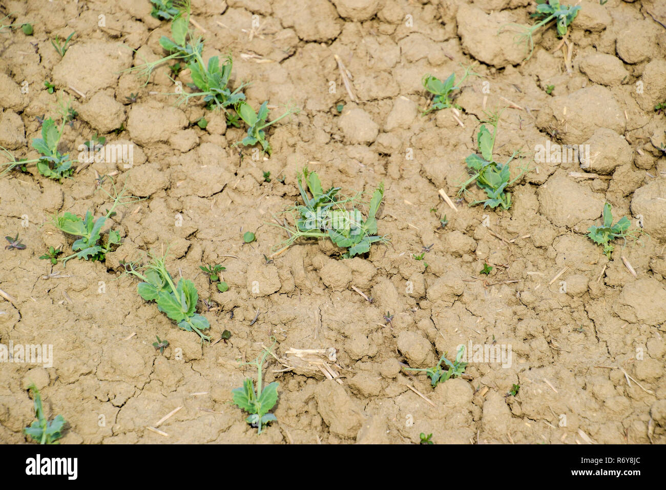 Pea shoots on the field. Young stalks of peas Stock Photo - Alamy