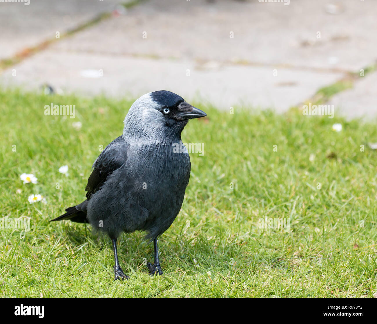 Jackdaw dorset hi-res stock photography and images - Alamy