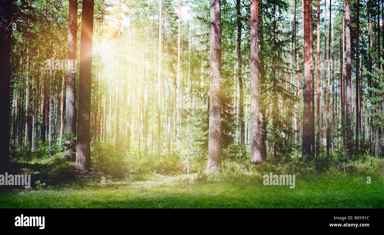 Forest sun light landscape morning Stock Photo - Alamy