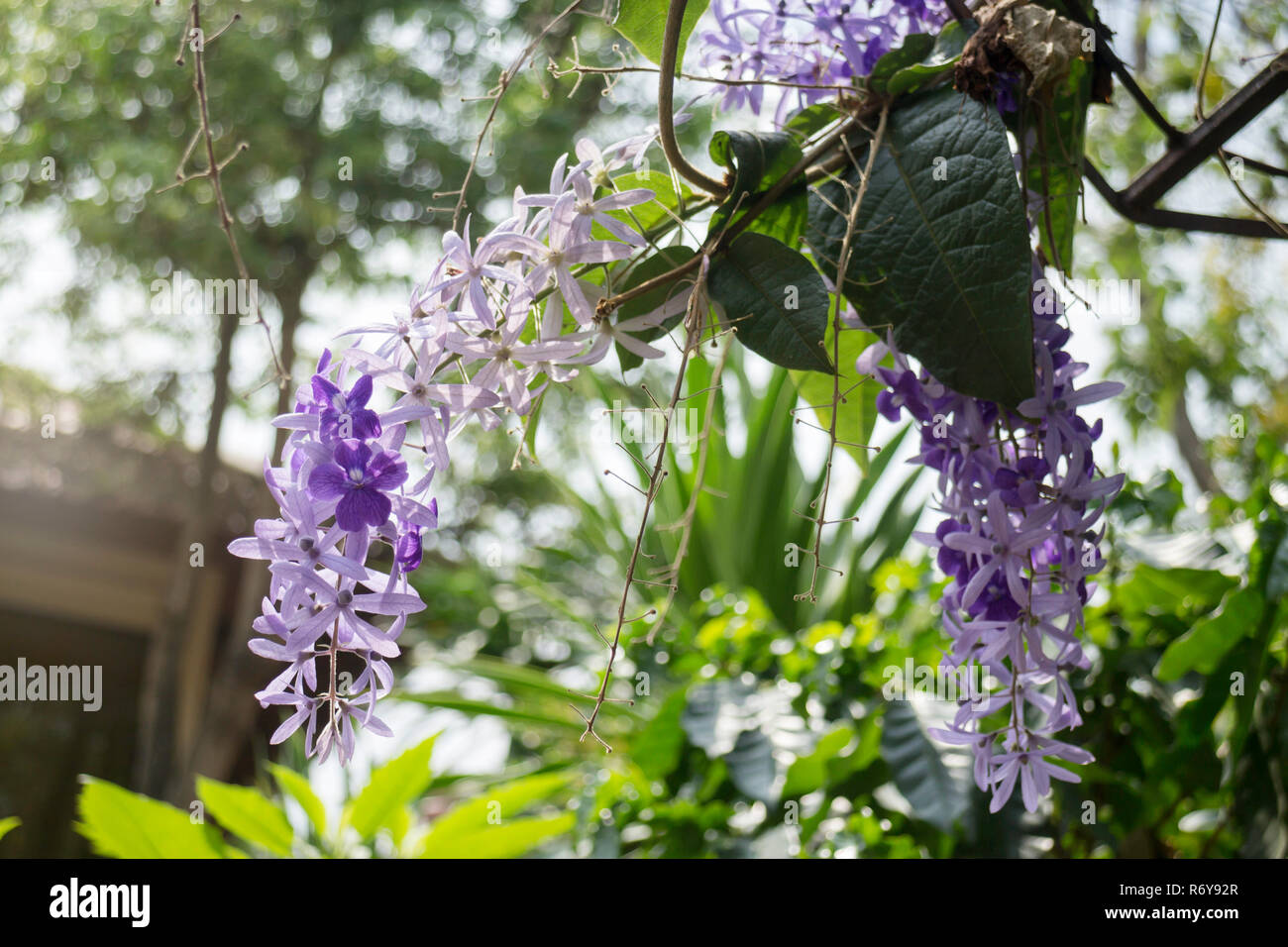 Beautiful of purple petrea volubilis flower nature background Stock ...