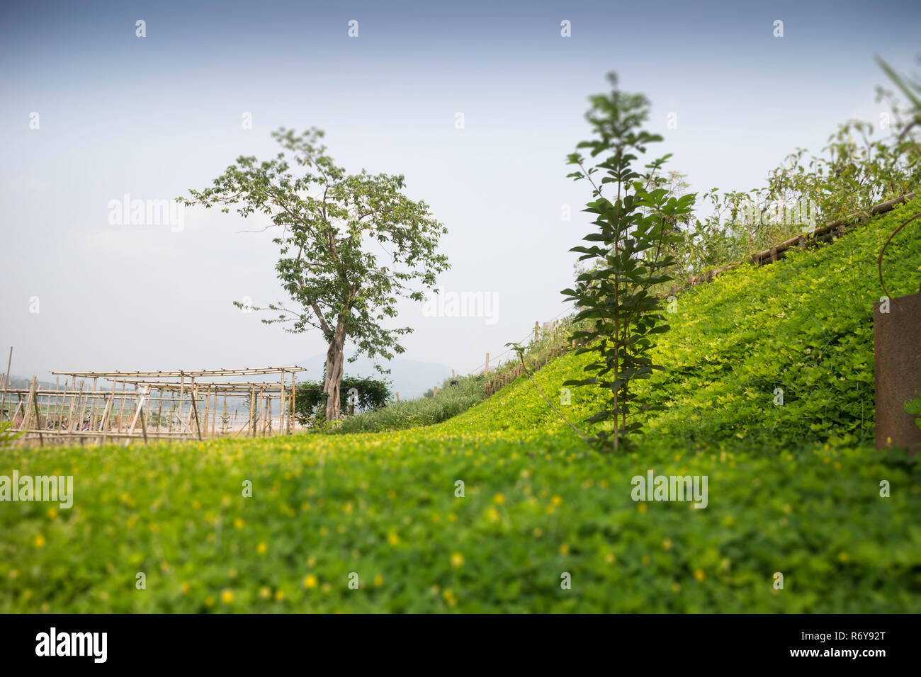 Mini yellow flower bloom in outdoor garden Stock Photo - Alamy
