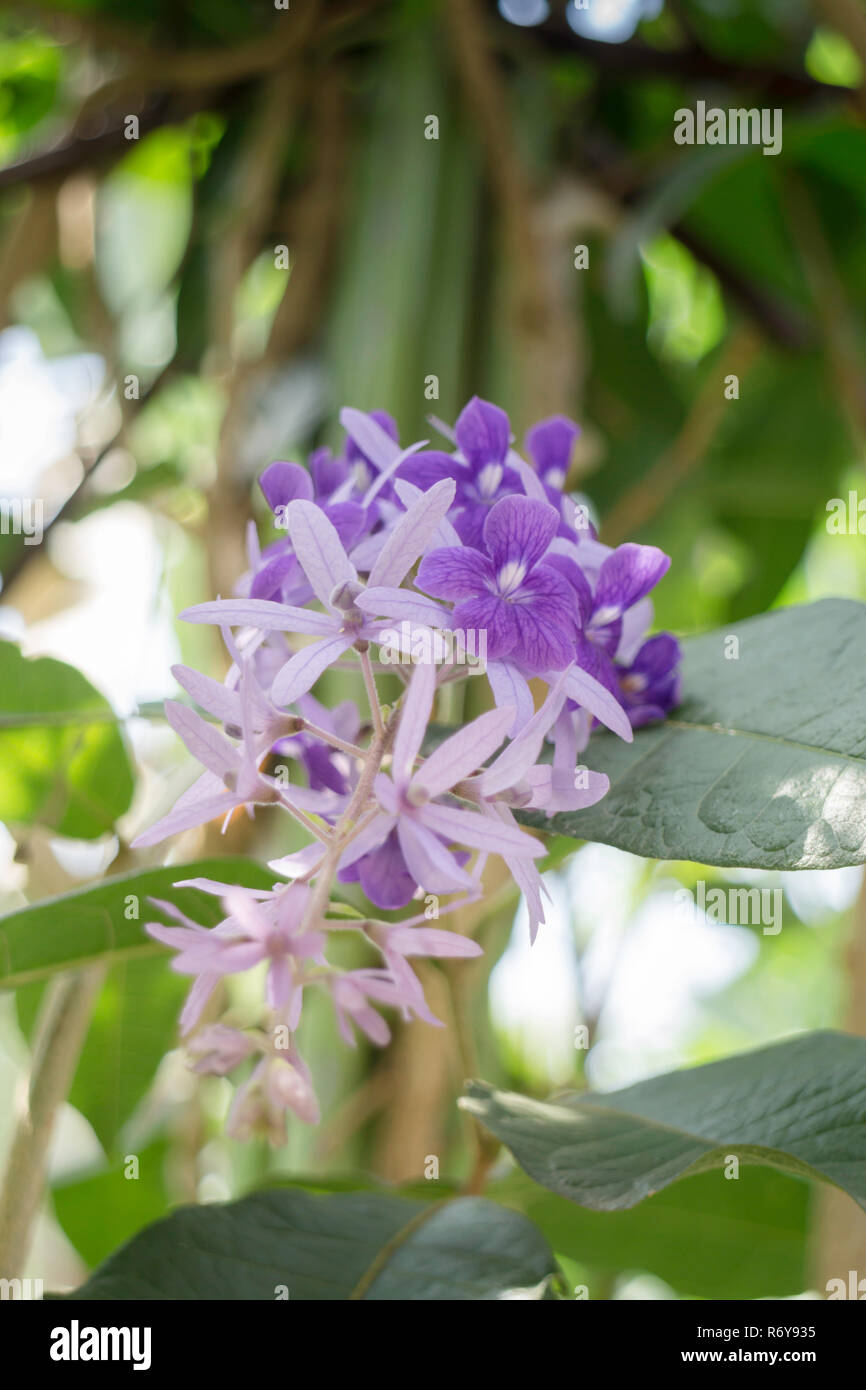 Beautiful of purple petrea volubilis flower nature background Stock ...