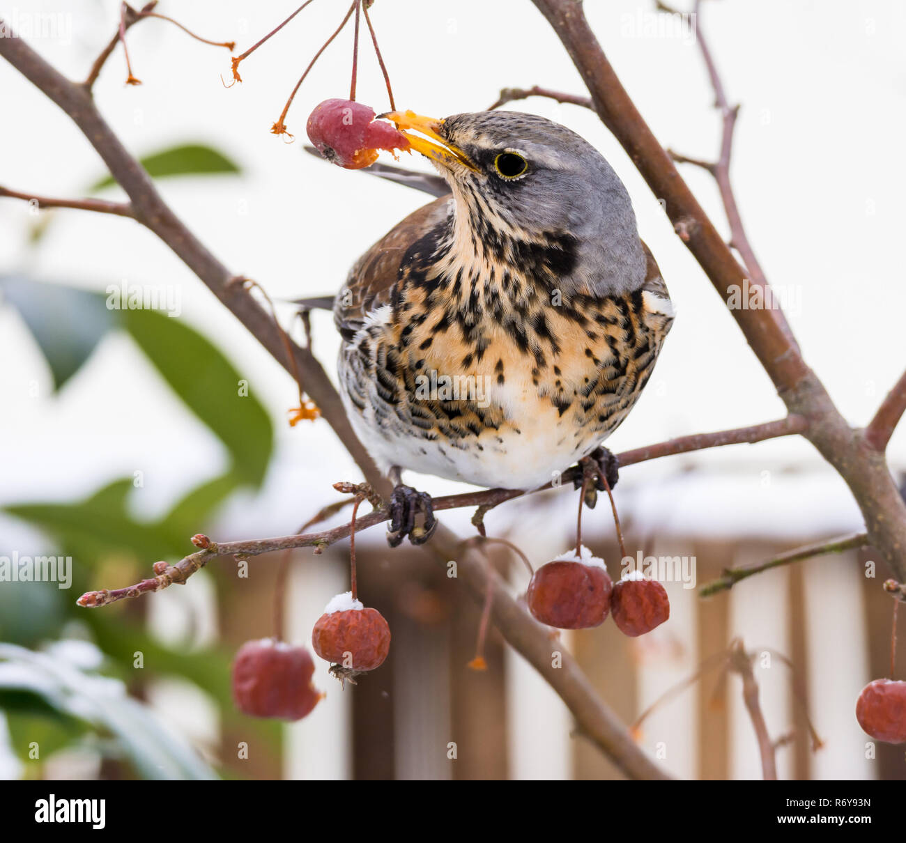Picking feathers hi-res stock photography and images - Alamy