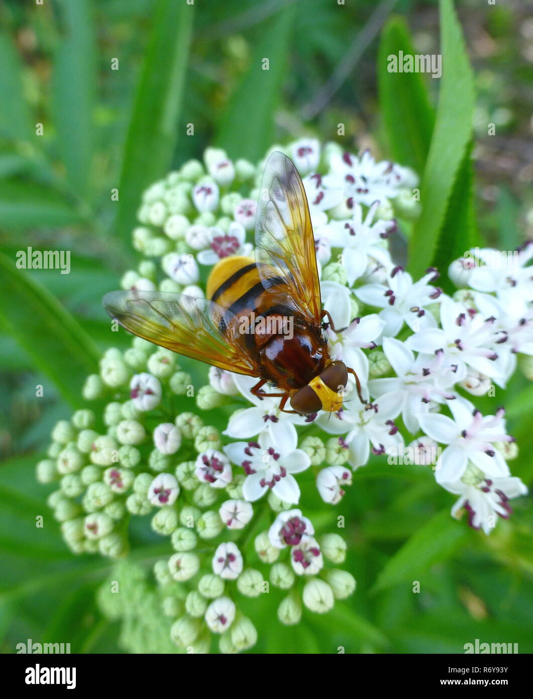 Hornet mimic fly hi-res stock photography and images - Alamy