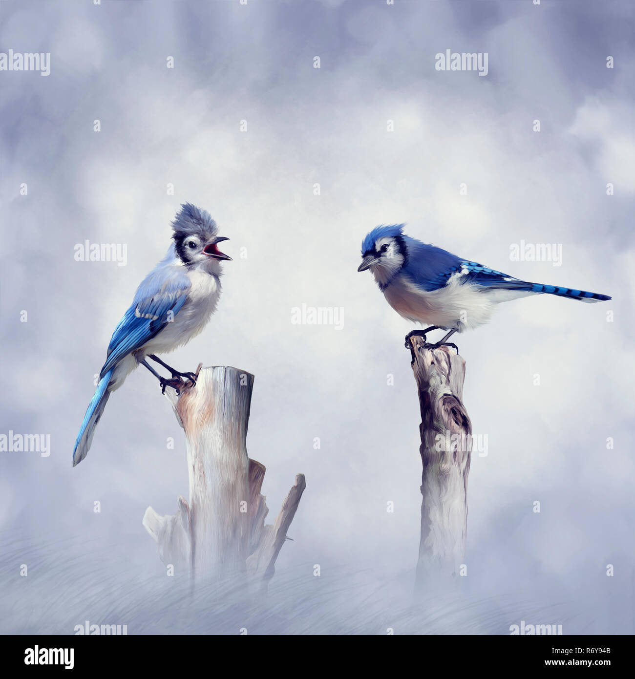 Blue Jay birds Stock Photo - Alamy