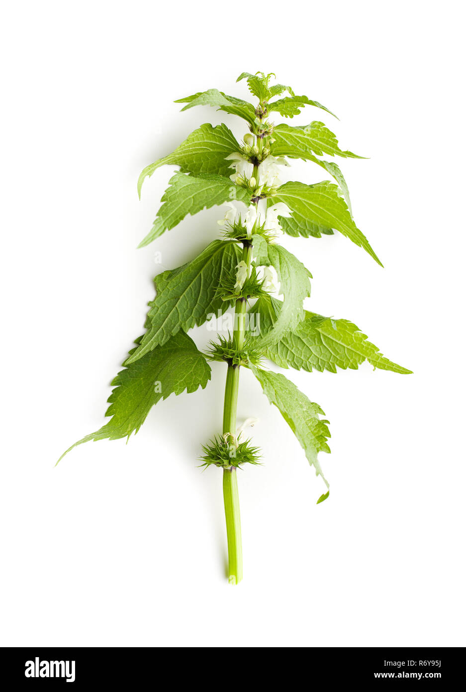 Close up stinging nettle Cut Out Stock Images & Pictures - Alamy