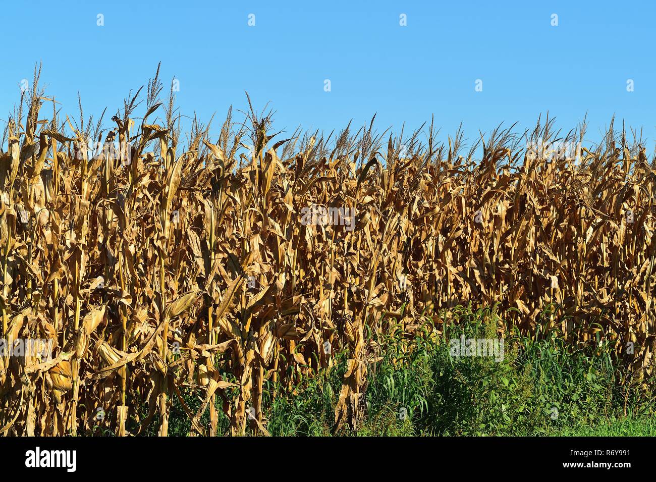 Maple Park, Illinois, USA. A maure corn crop signals the onset of ...