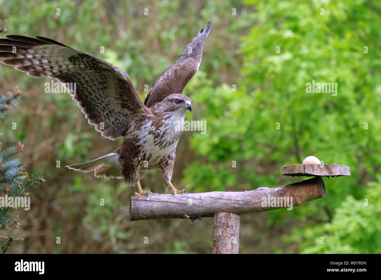 Buzzard garden hi-res stock photography and images - Alamy