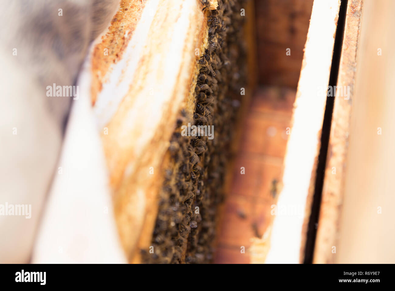 Hives body hi-res stock photography and images - Alamy