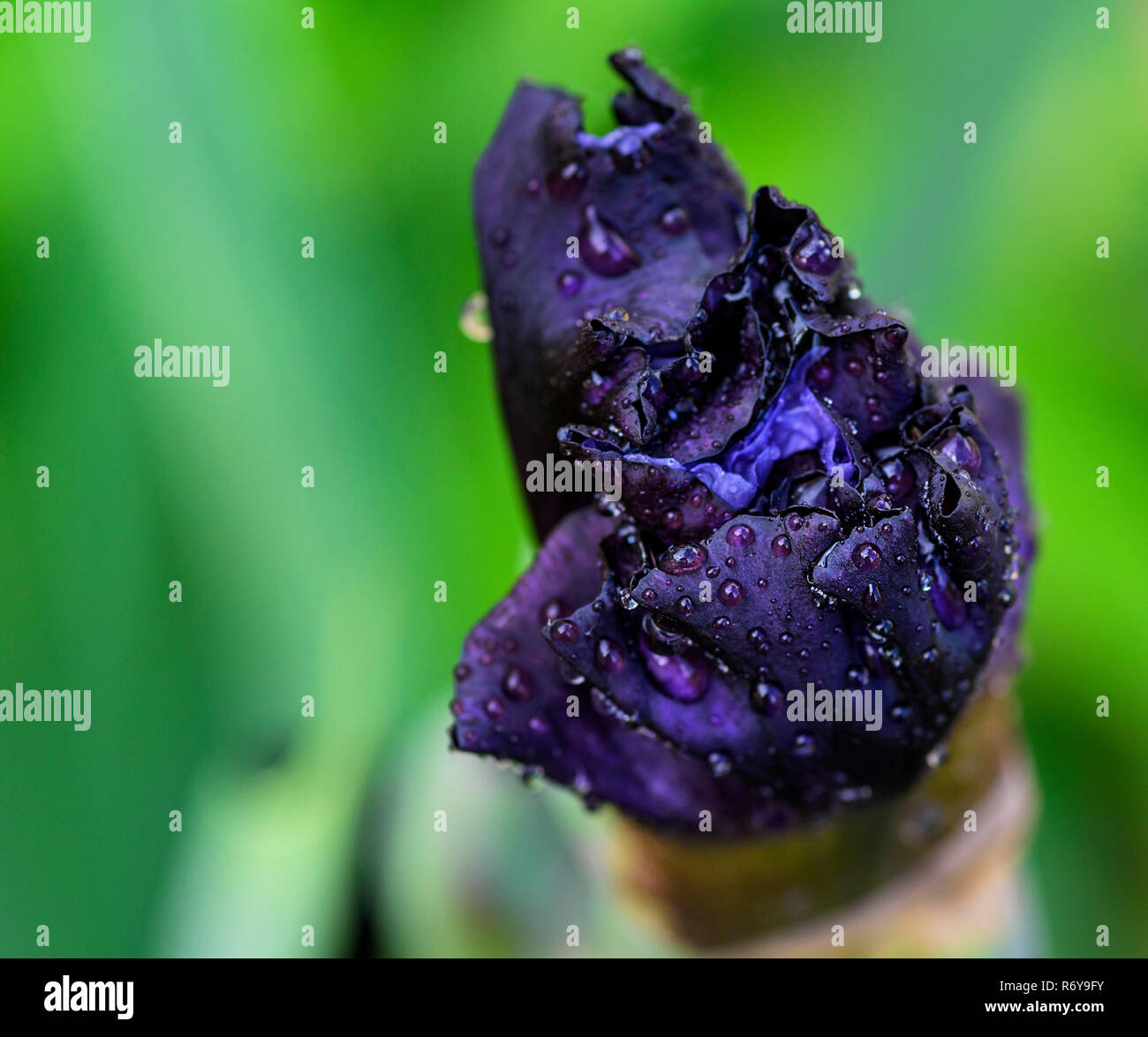 Unblown bud hi-res stock photography and images - Alamy