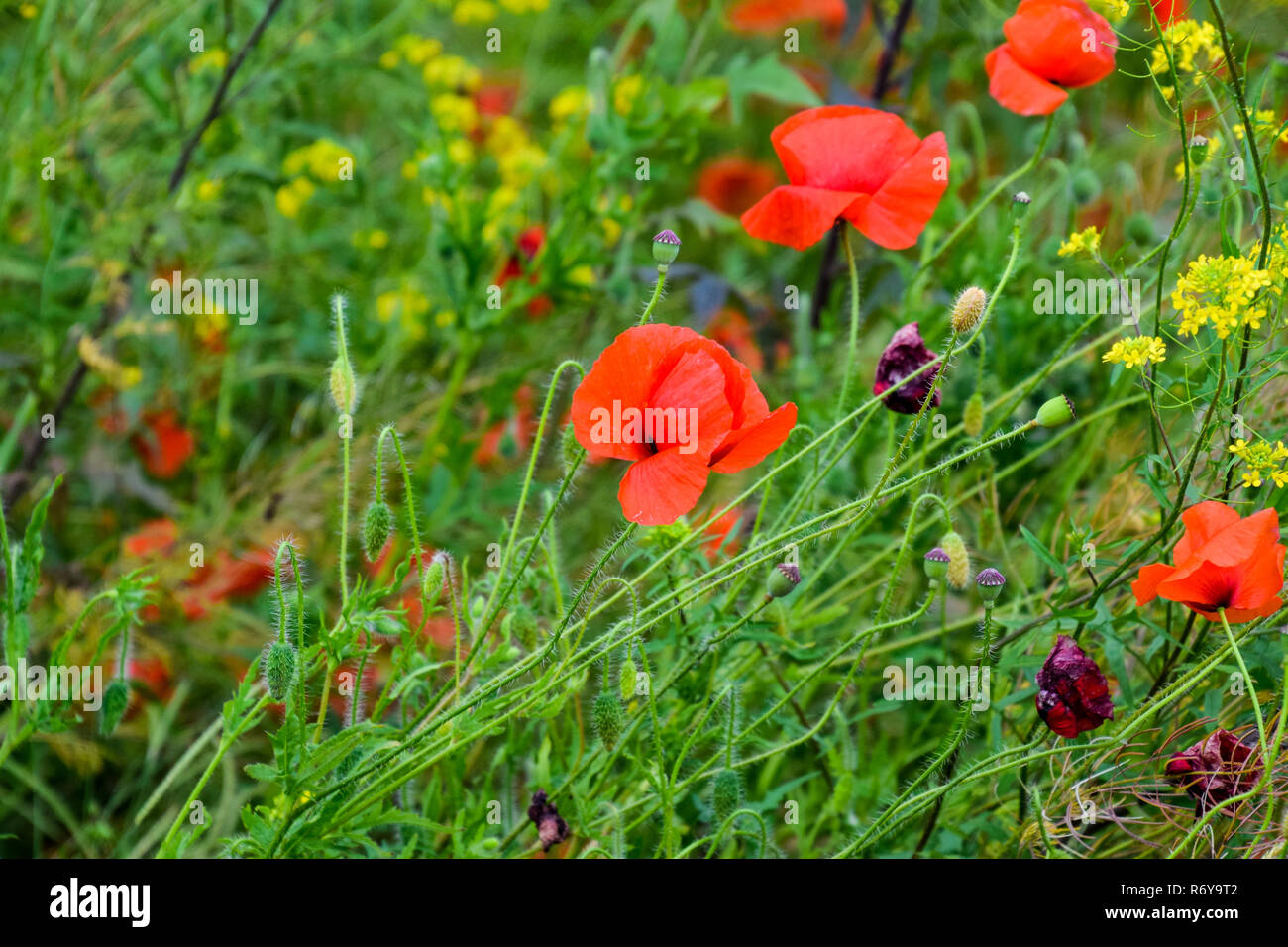 Poppy flowers in the clearing. Blooming red wild poppy. Red poppy ...
