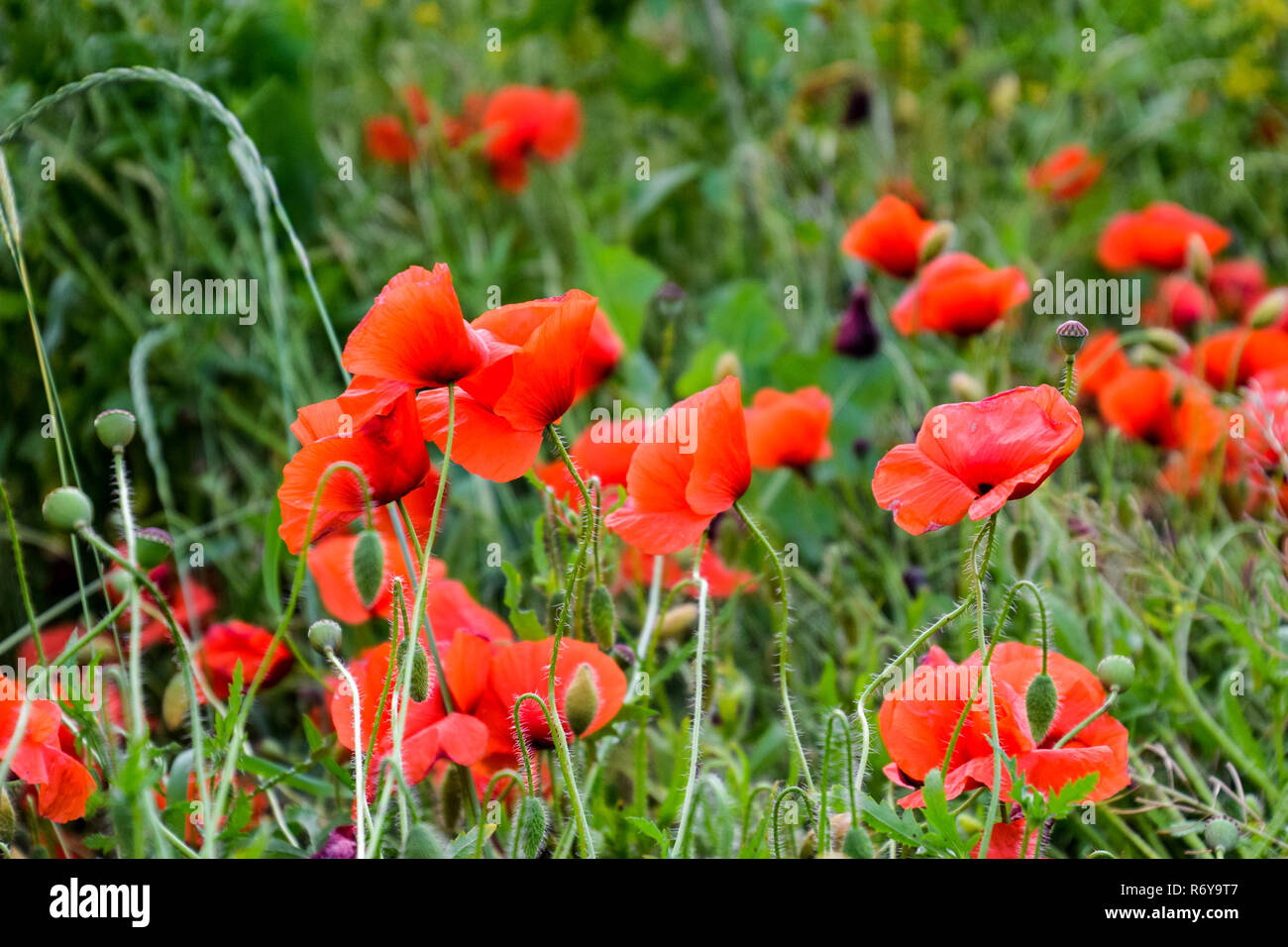 Poppy flowers in the clearing. Blooming red wild poppy. Red poppy ...