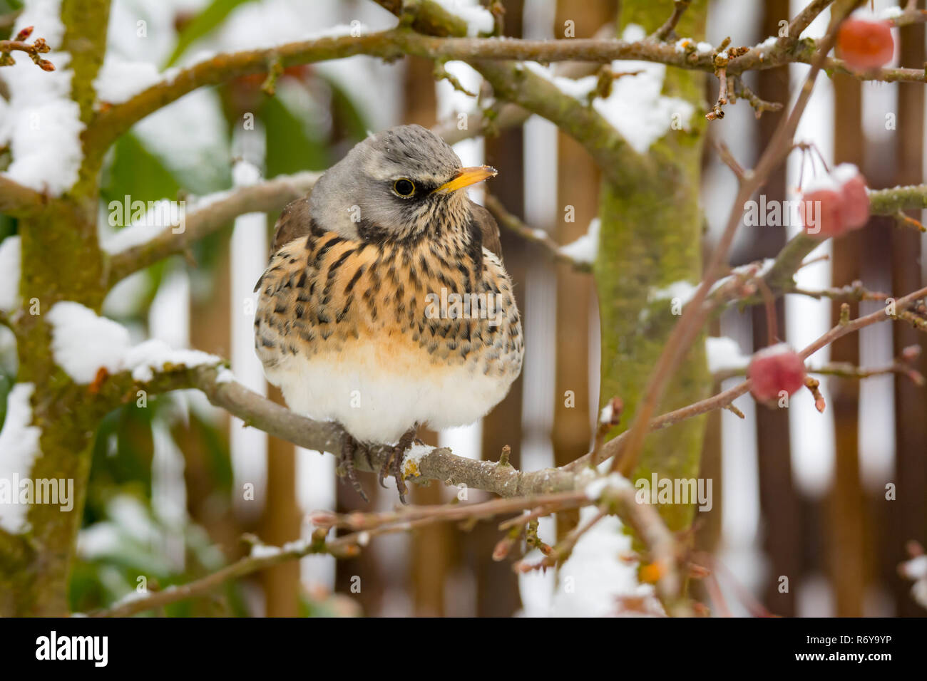Fieldfare bird sitting on a tree Stock Photo - Alamy