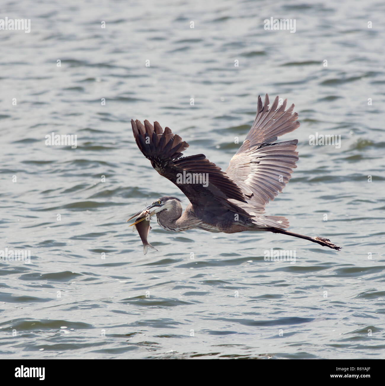 Great Blue Heron in Flight Stock Photo - Alamy