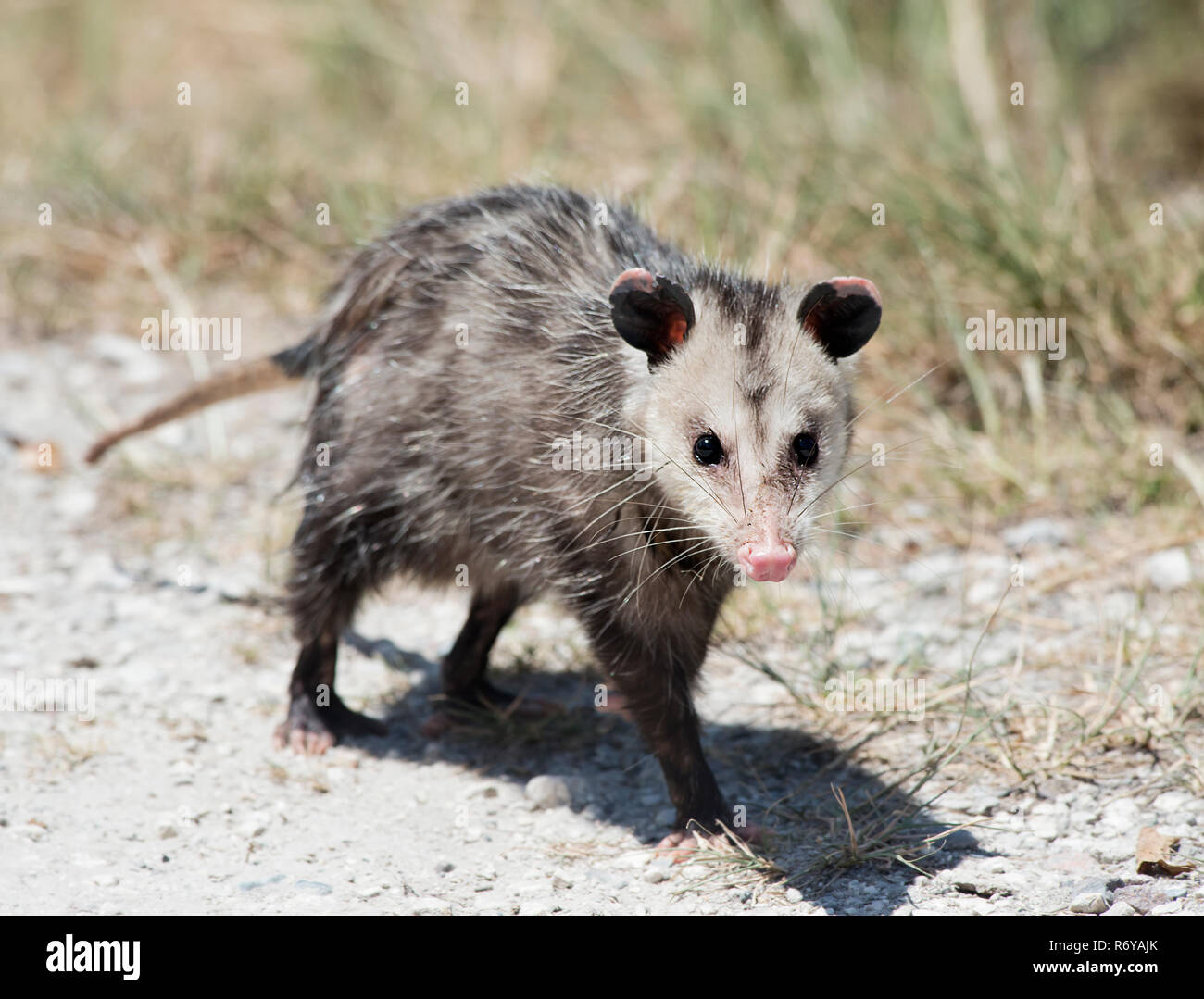 Common Opossum walking Stock Photo - Alamy