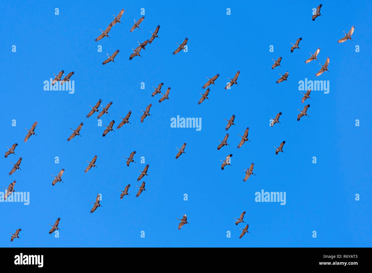 Migrating Cranes in Flight Stock Photo - Alamy