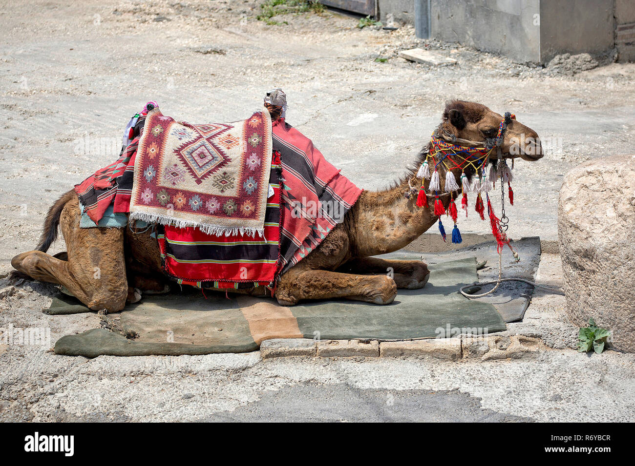 Camel on the street in Jerusalem Stock Photo - Alamy