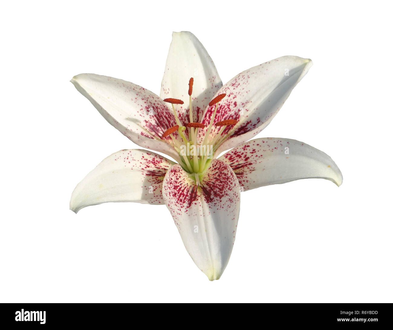 Revealed lily flower Stock Photo - Alamy