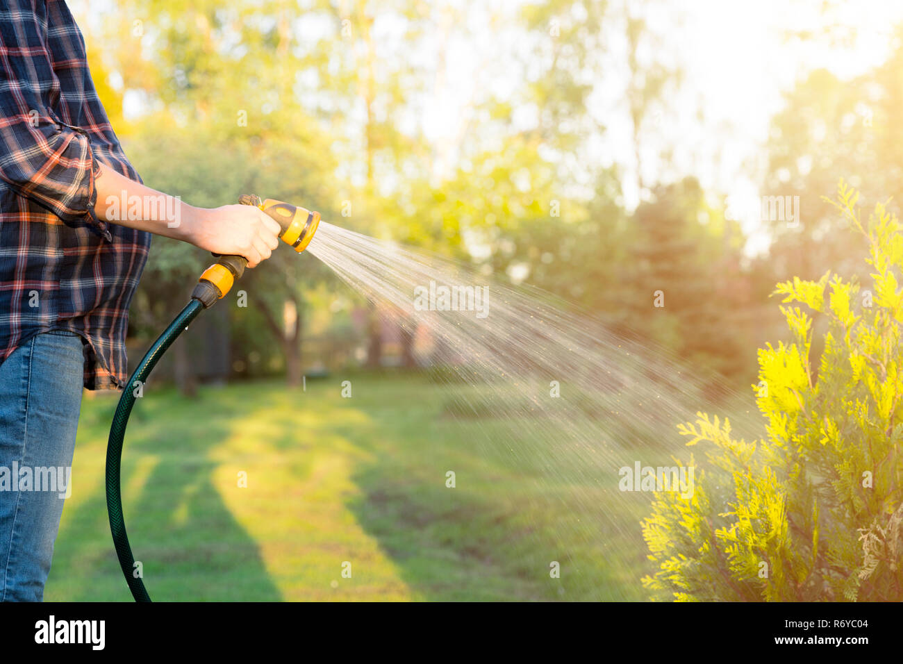 Pregnant woman watering green tree with hose. Gardening concept Stock ...