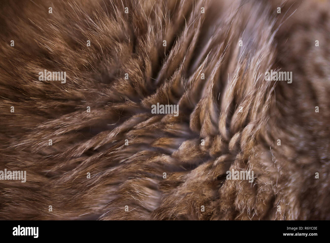 Background texture striped cat. Cat hair striped wool stained texture ...