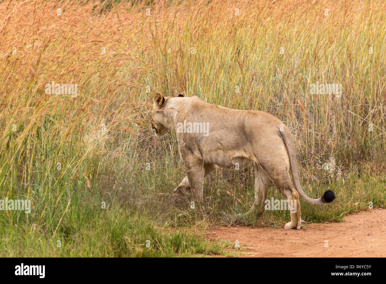 Waking lion hi-res stock photography and images - Alamy