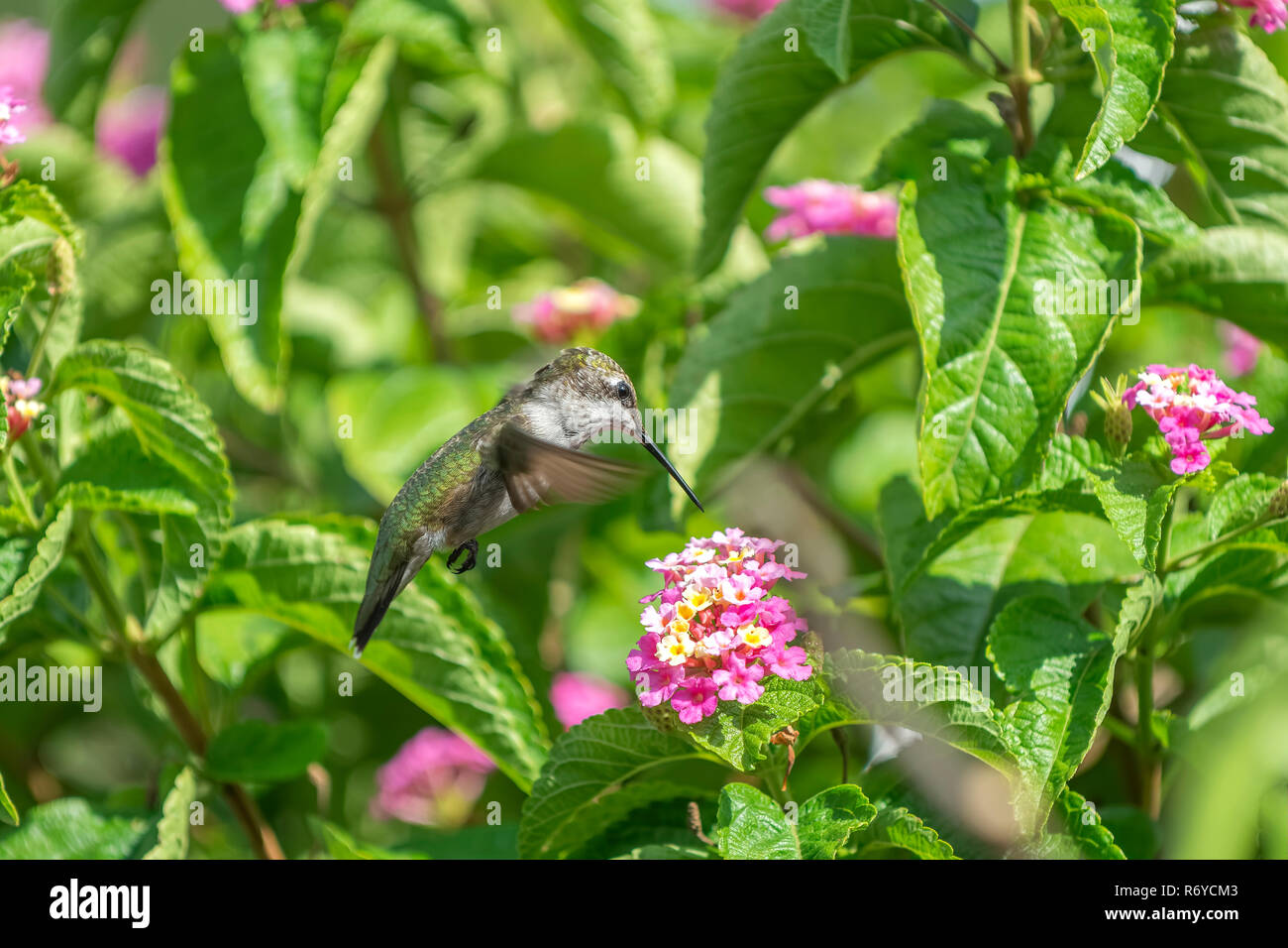 Ruby-throated Hummingbird flying near Lantana flowers Stock Photo - Alamy