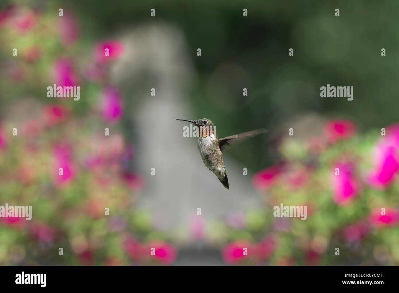Male Ruby-throated Hummingbird flying in the garden Stock Photo - Alamy