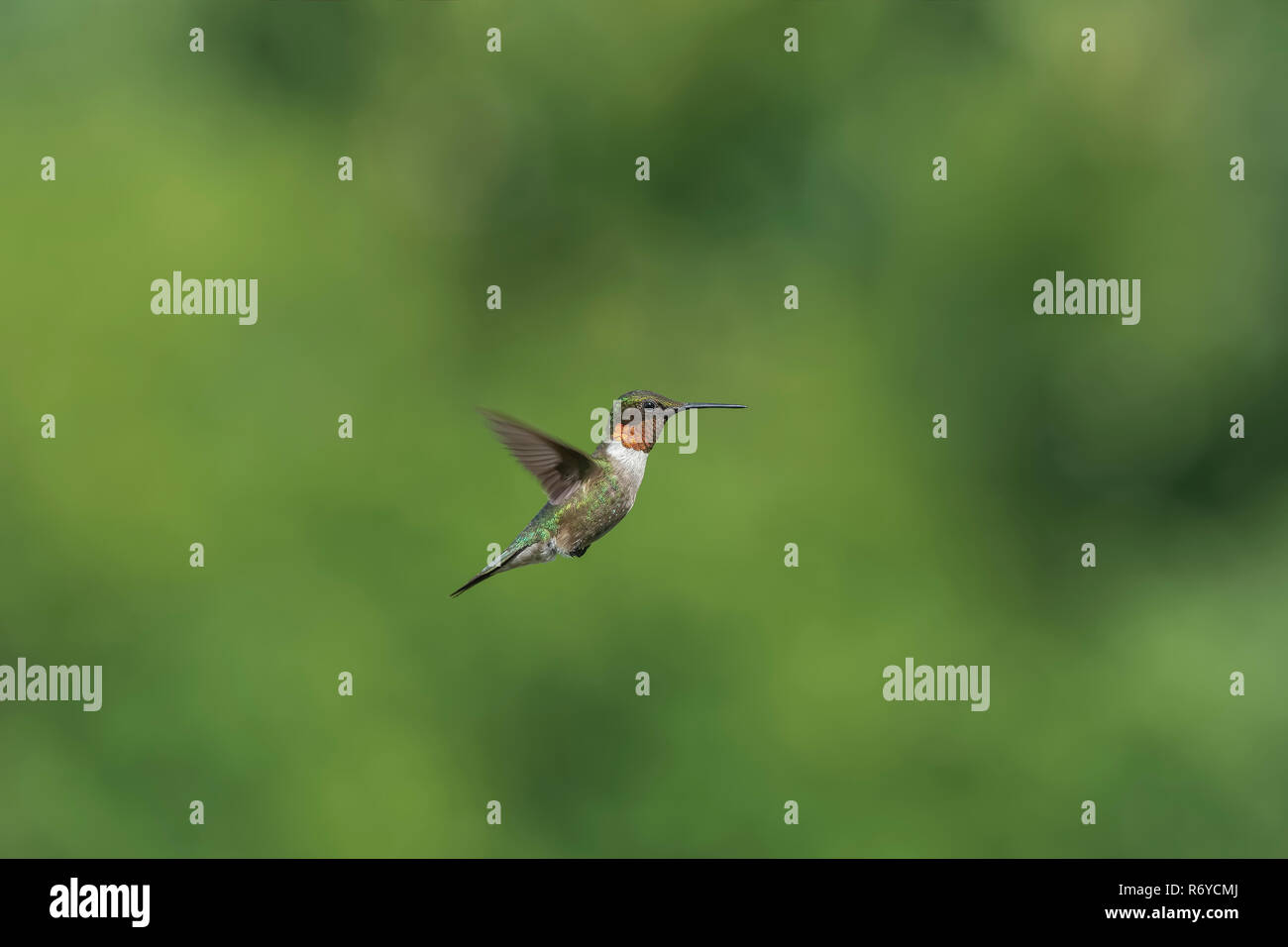 Male Ruby-throated Hummingbird in flight Stock Photo - Alamy