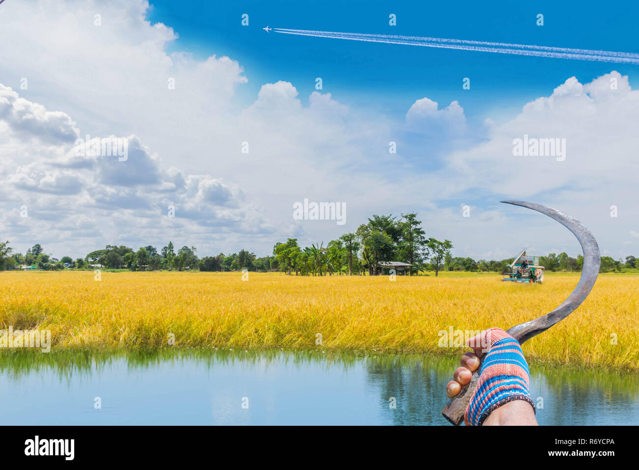 The ripe of brown paddy rice field with beautiful sky and cloud ...