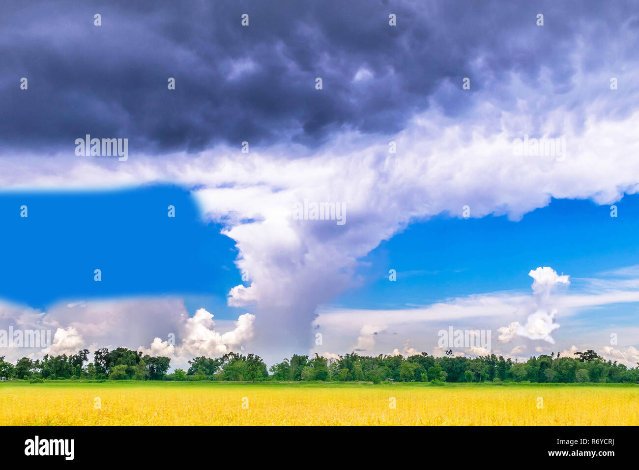 The ripe of brown paddy rice field with beautiful sky and cloud ...