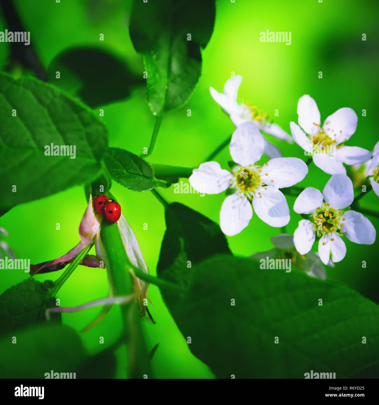 Spring Blossoming Green Background With Ladybirds Stock Photo - Alamy