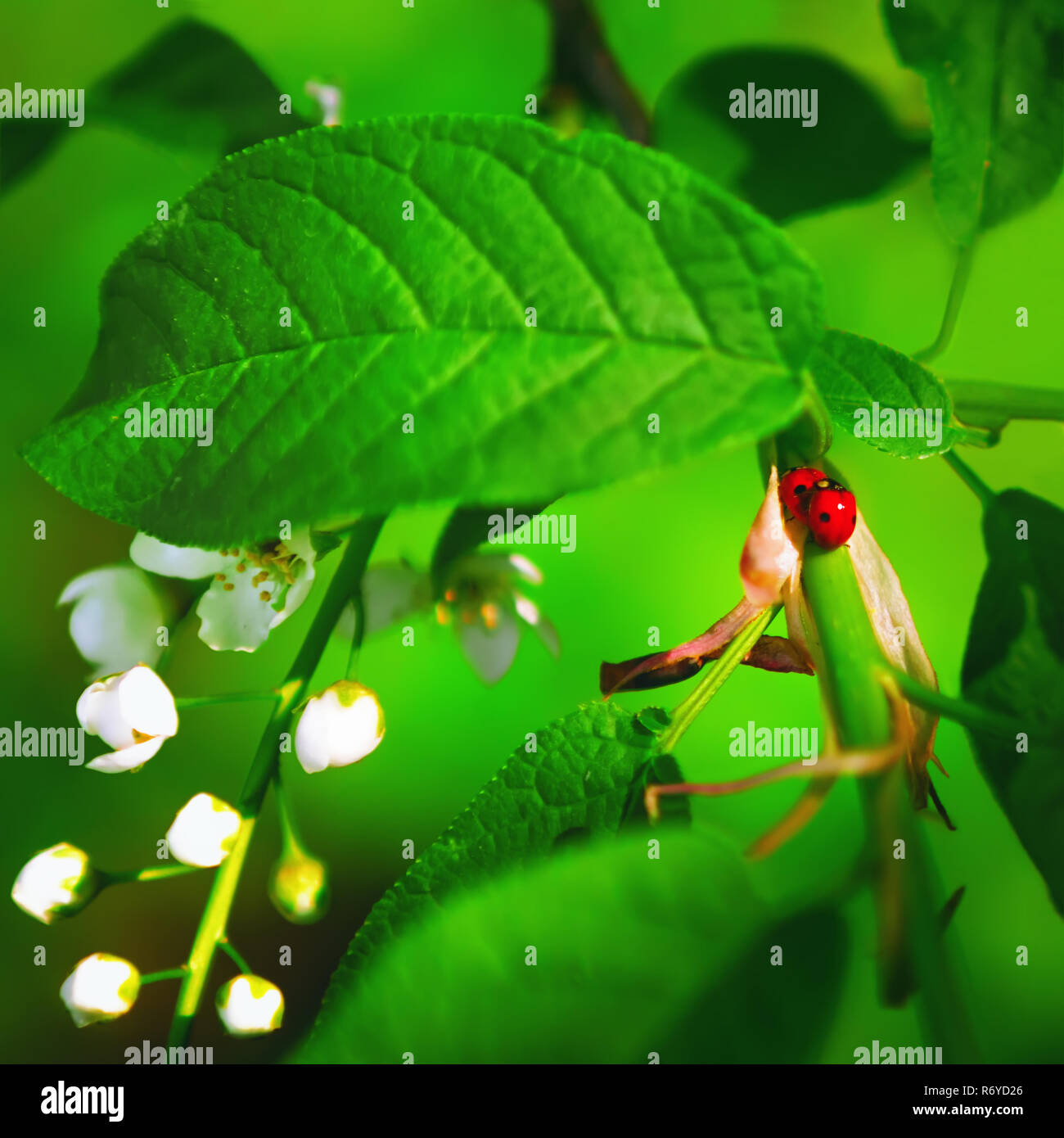 Spring Blossoming Green Background With Ladybugs Stock Photo - Alamy