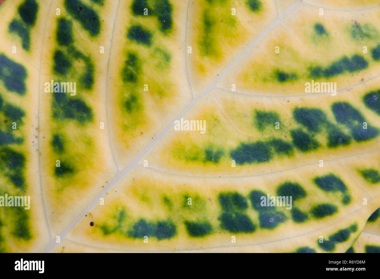 A colorful leaf with streaks is photographed close-up. Patterns are ...