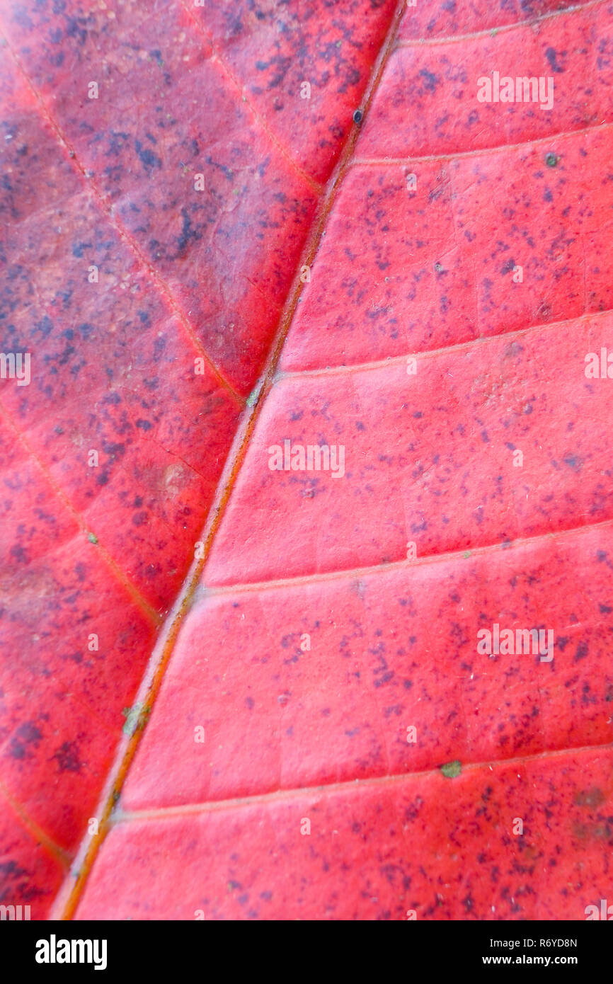 Leaf with streaks photographed close-up. Patterns are made by nature ...