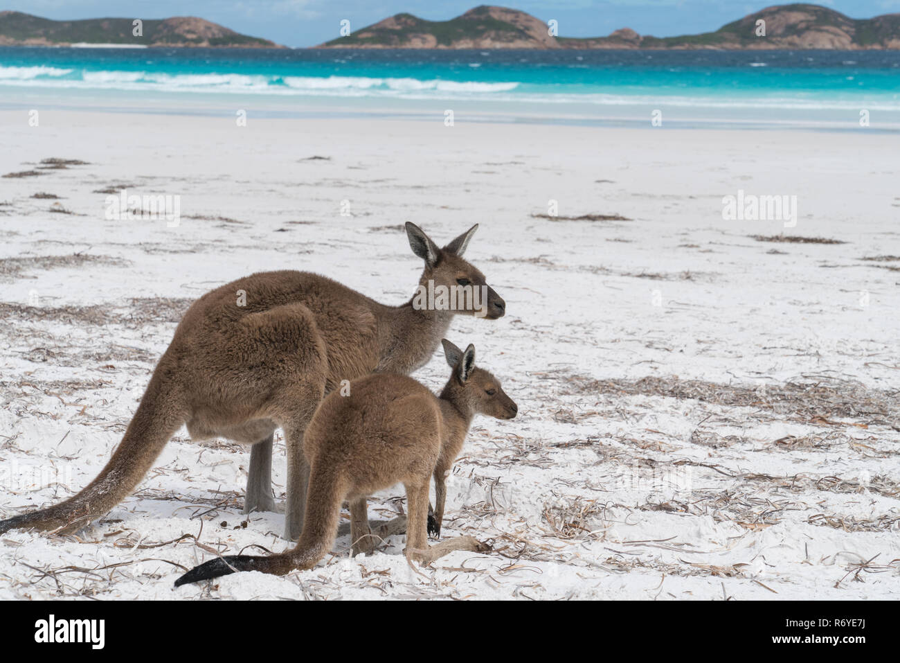 Opossum bay beach hi-res stock photography and images - Alamy