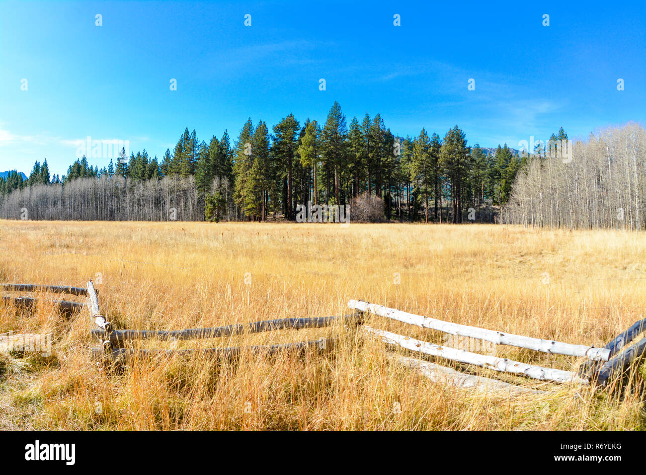 Pine wood in fields hi-res stock photography and images - Alamy